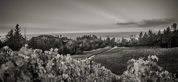 Philippe Melka Wine Collection | Shop Wines Produced by Philippe Melka ...